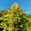USDA Certified Organic Hemp Flower | Grown in USA | Ships Free