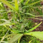USDA Certified Organic Hemp Flower | Grown in USA | Ships Free
