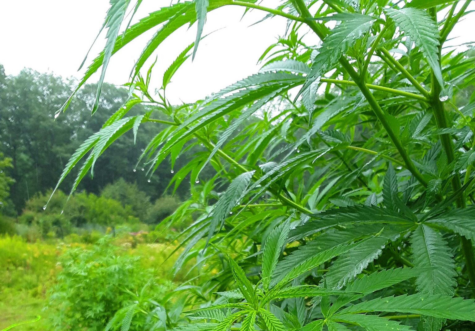 First Flowers - Midsummer Hemp Report - Bald Mountain Botanicals