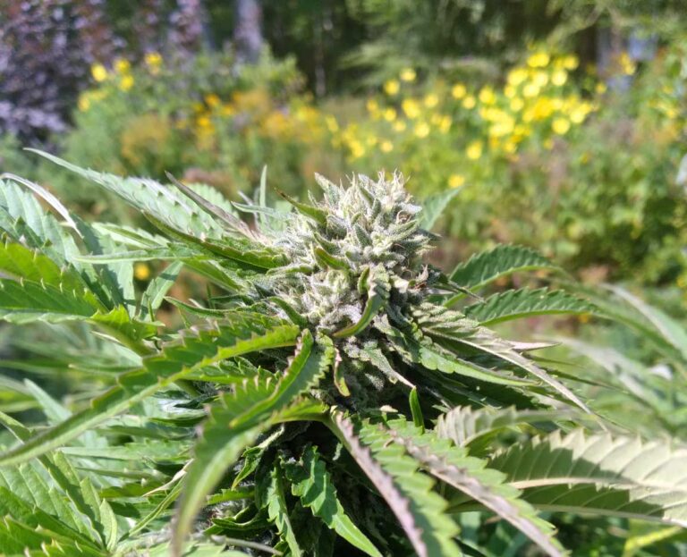 Hemp Harvest 2023 - Organic Hemp Crop - Regenerative Agriculture