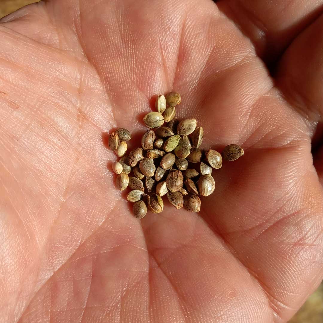 Spring Planting - Bald Mountain Botanicals